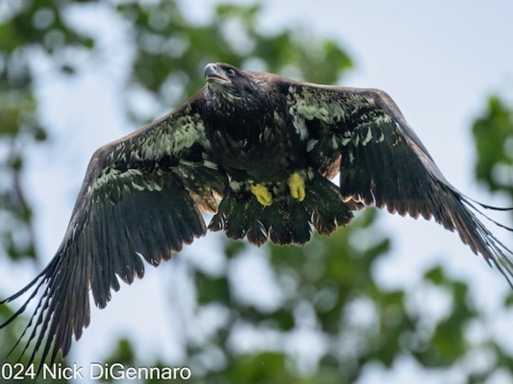 Another season-ending cliffhanger for Dallas bald eagles - Amy Martin
